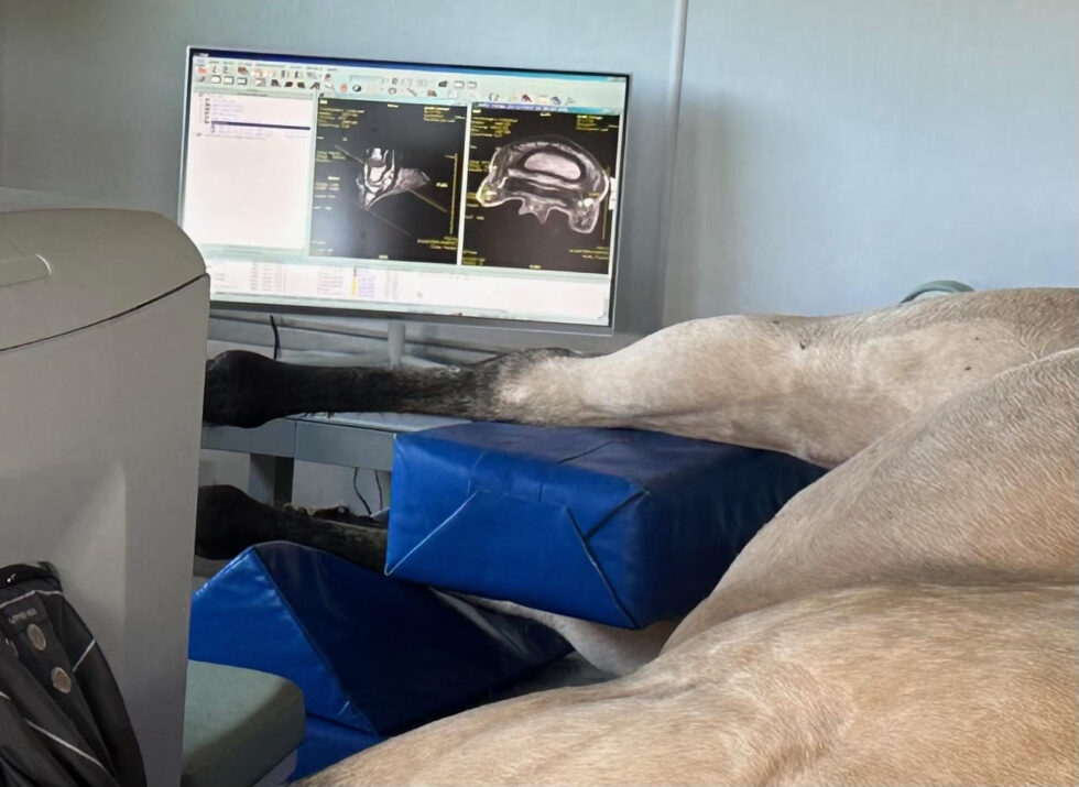 MRI | Montana Equine